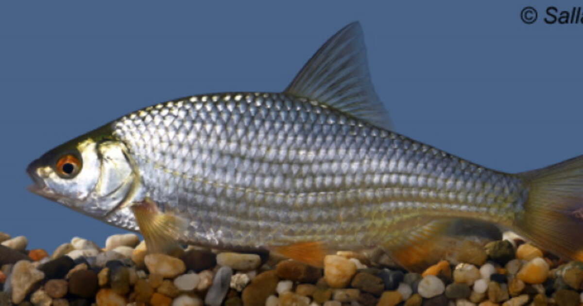 A bodorka lett a 2022-es év hala | LikeBalaton